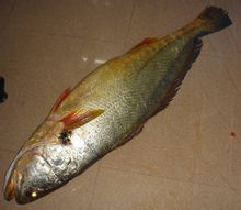 Bahaba - Lapas [1] - World enciklopēdisks zināšanas