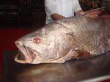 Bahaba - Lapas [1] - World enciklopēdisks zināšanas